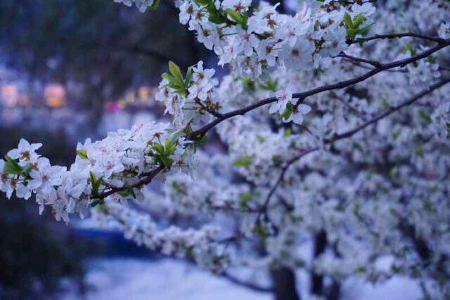 Shiro Japanese Plum Trees - Minneopa Orchards
