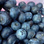 All About The Bluecrop Blueberry - Minnetonka Orchards