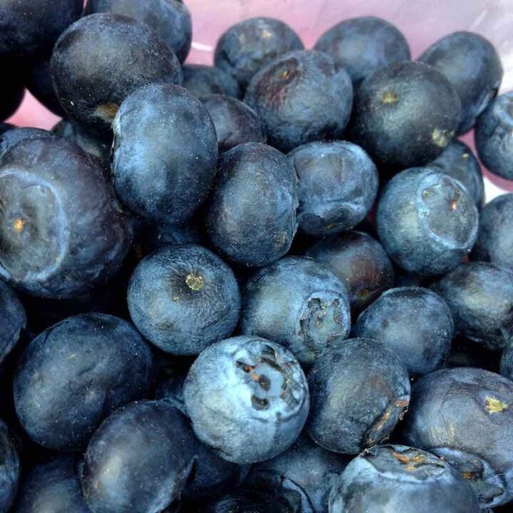 All About The Bluecrop Blueberry - Minneopa Orchards