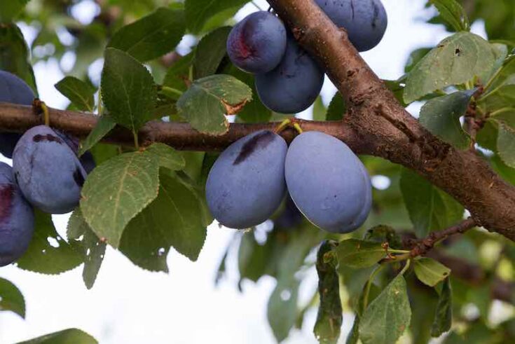 21 Types of Plum Trees - Minneopa Orchards