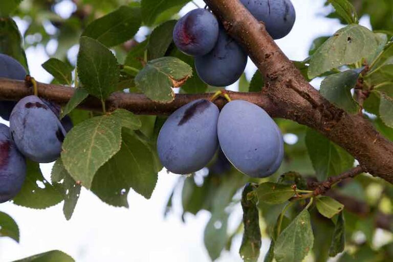 21 Types of Plum Trees - Minneopa Orchards