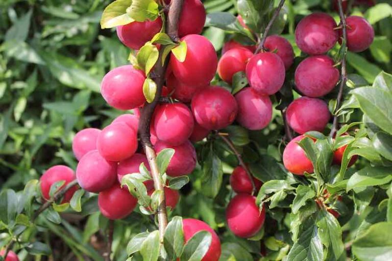 Bruce Plum Tree: A Red Varietal - Minneopa Orchards