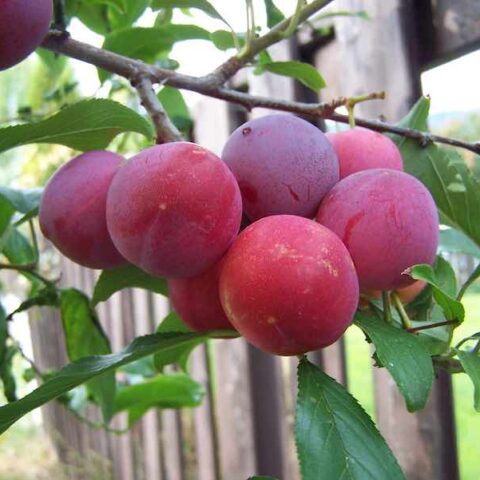 Toka Plum: The Bubblegum Plum - Minnetonka Orchards