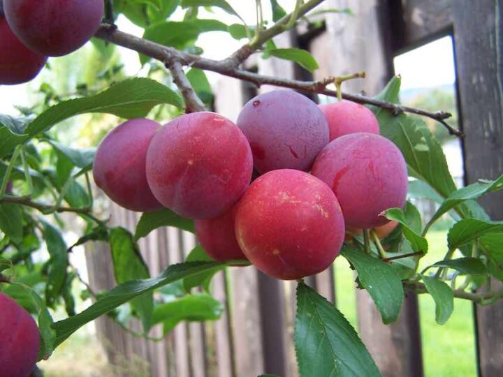 21 Types of Plum Trees - Minneopa Orchards