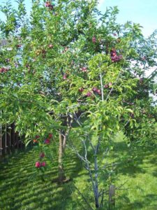 Toka Plum: The Bubblegum Plum - Minneopa Orchards