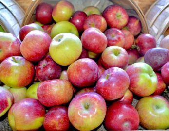 Macoun Apples - The Sweet Dessert Apple - Minneopa Orchards