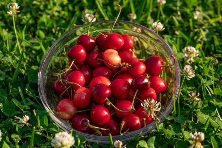 All About Montmorency Cherry Trees - Minneopa Orchards