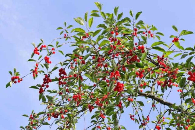 All About Montmorency Cherry Trees - Minneopa Orchards