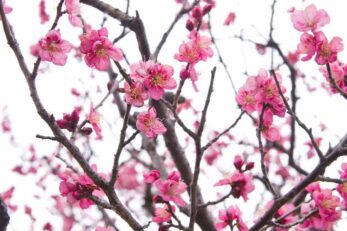 All About the Chinese Plum - Minneopa Orchards