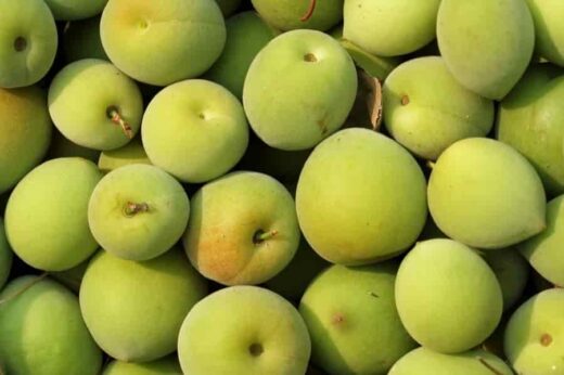 All About the Chinese Plum - Minneopa Orchards