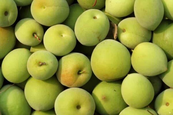 All About the Chinese Plum - Minneopa Orchards