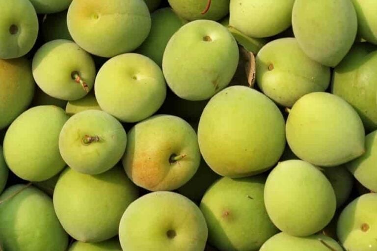 All About the Chinese Plum - Minneopa Orchards