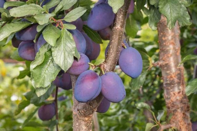 Everything You Need to Know About Damson Plums - Minneopa Orchards
