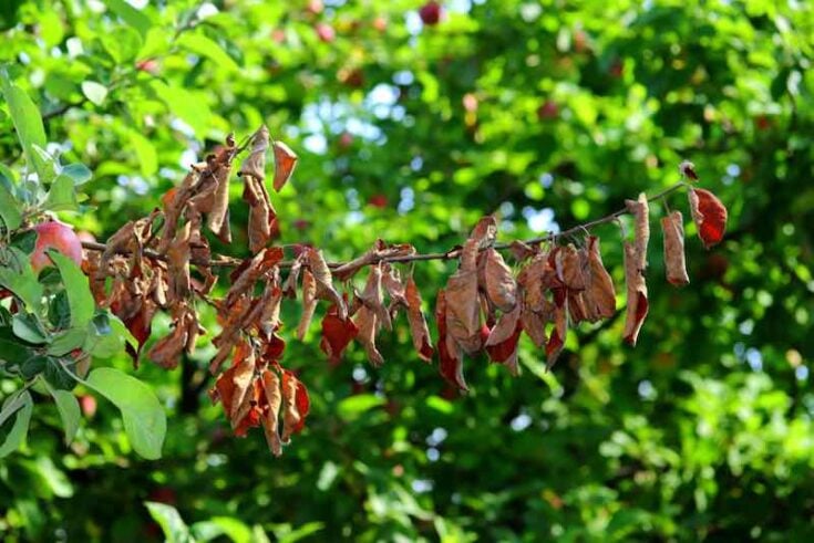 10 Common Apple Tree Diseases - Minneopa Orchards