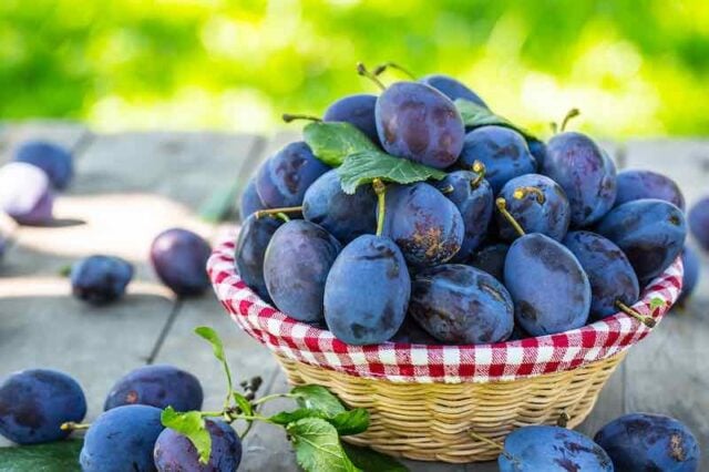 Growing French Plums - Minneopa Orchards