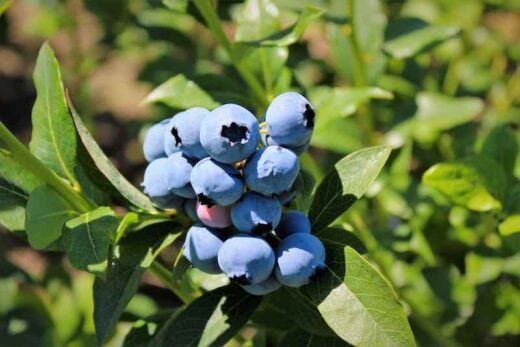All About The Bluecrop Blueberry - Minneopa Orchards