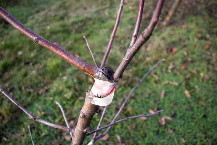 How To Grow 4 In 1 Apple Trees - Minneopa Orchards