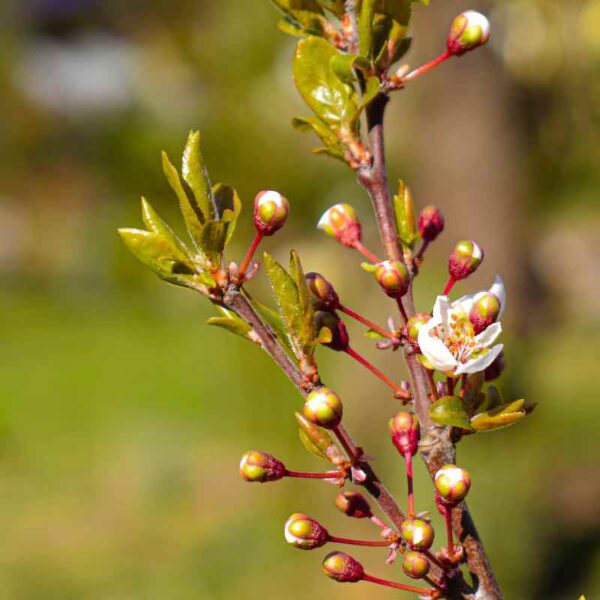 The Hollywood Plum Tree - Minneopa Orchards
