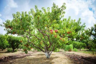 How To Plant A Peach Seed in 7 Easy Steps - Minneopa Orchards