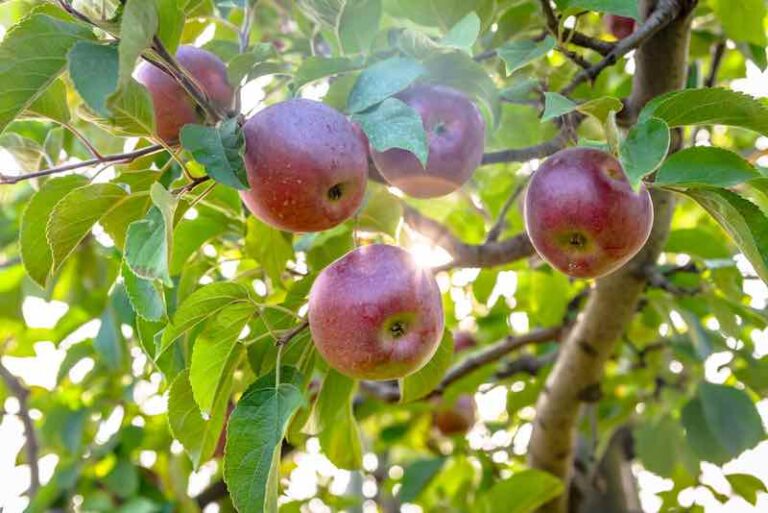 Macoun Apples - The Sweet Dessert Apple - Minneopa Orchards