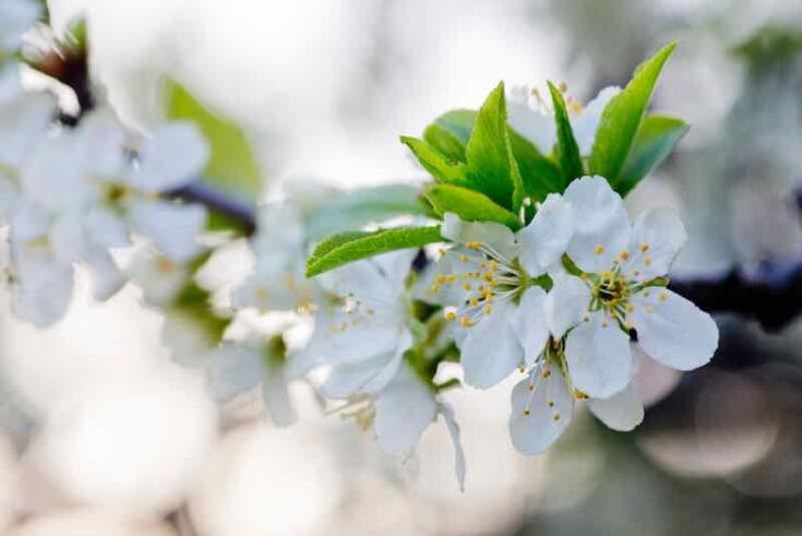 All About Montmorency Cherry Trees - Minneopa Orchards