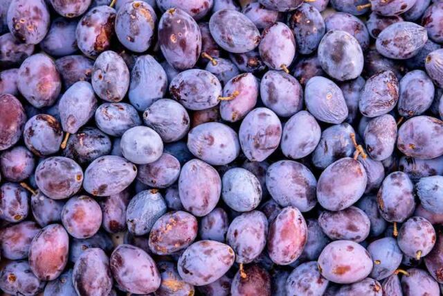 Everything You Need to Know About Damson Plums - Minneopa Orchards