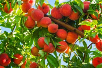 How To Plant A Peach Seed in 7 Easy Steps - Minneopa Orchards
