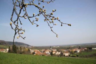 Growing French Plums - Minneopa Orchards
