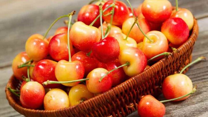 Cherry Trees - Minneopa Orchards