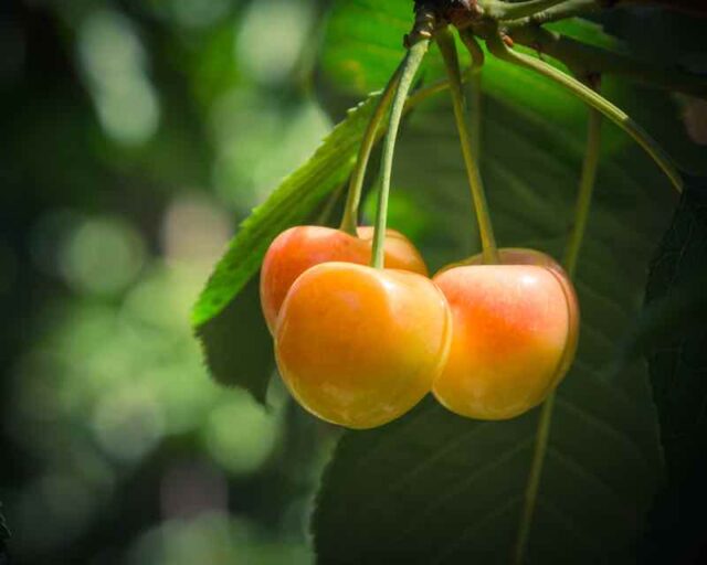 The Rainier Cherry Tree - Minneopa Orchards