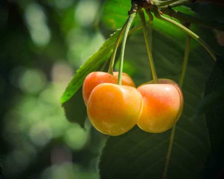 The Rainier Cherry Tree - Minneopa Orchards