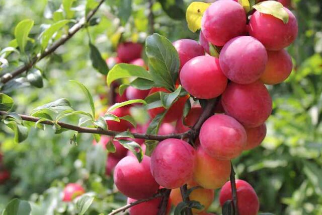 Bruce Plum Tree: A Red Varietal - Minneopa Orchards