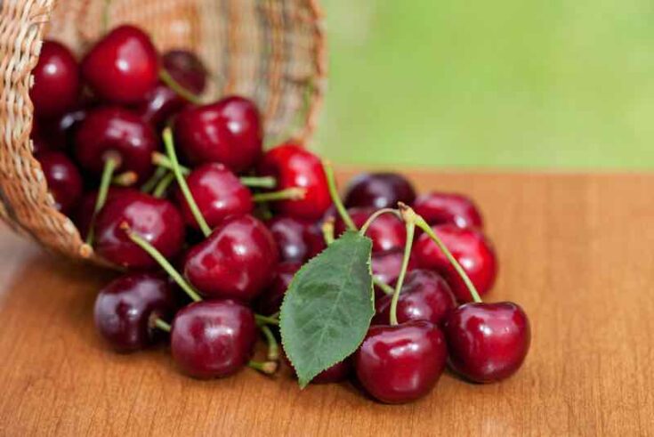 The Prolific Lambert Cherry Tree - Minneopa Orchards