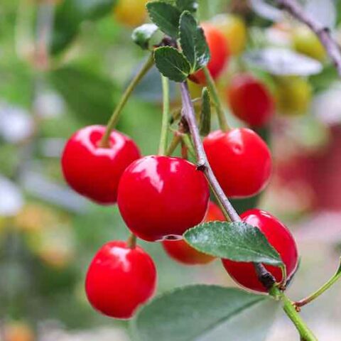 All About Montmorency Cherry Trees - Minnetonka Orchards