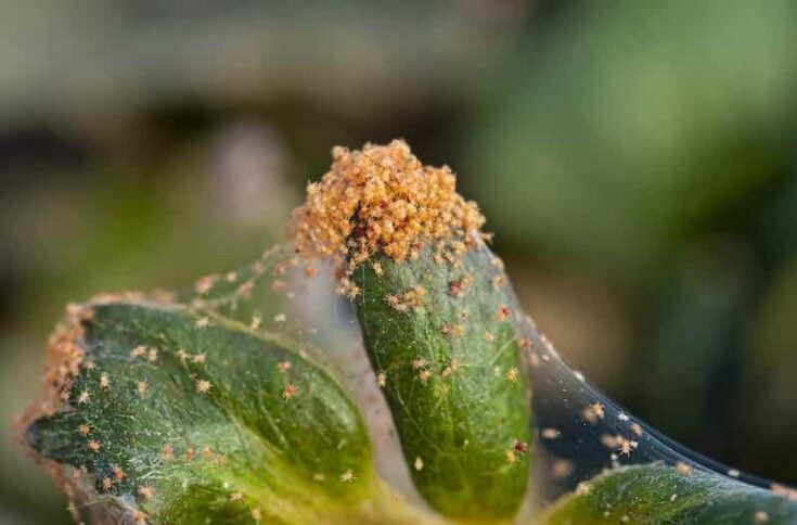 8 Common Plum Tree Pests - Minneopa Orchards