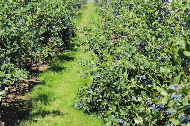 All About The Bluecrop Blueberry - Minneopa Orchards