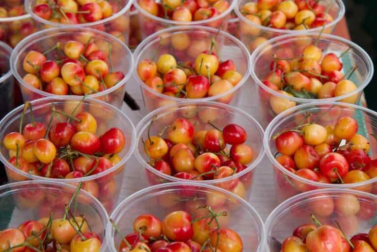 Royal Ann Cherry Tree - Minneopa Orchards