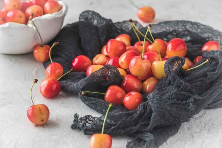 Royal Ann Cherry Tree - Minneopa Orchards