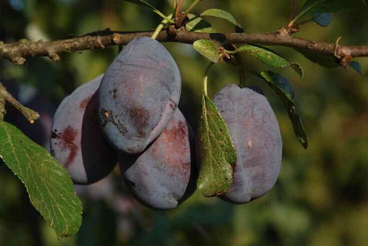 The Stanley Plum Tree - Minneopa Orchards