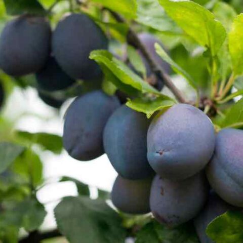 The Stanley Plum Tree - Minnetonka Orchards