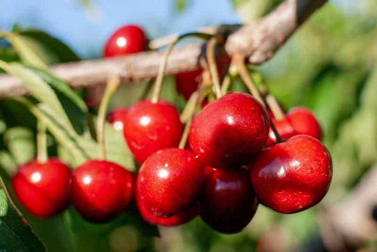 All About Stella Cherry Trees - Minneopa Orchards