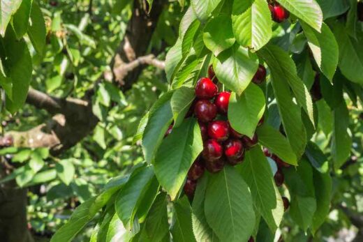 All About Stella Cherry Trees - Minneopa Orchards