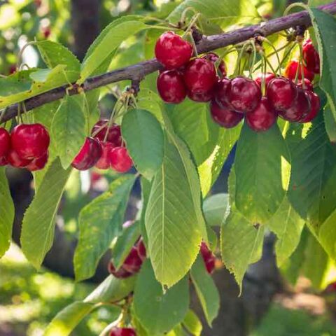 All About Stella Cherry Trees - Minnetonka Orchards