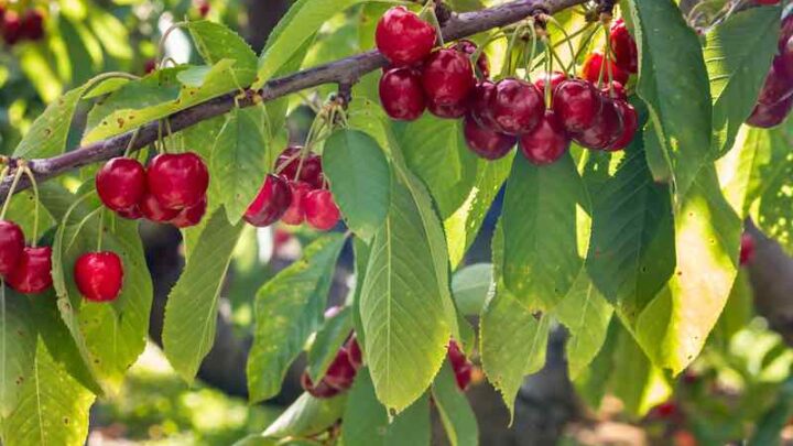 Cherry Trees - Minneopa Orchards