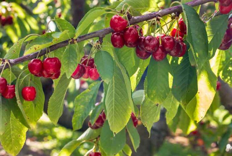 All About Stella Cherry Trees - Minneopa Orchards