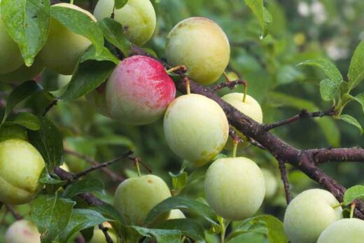 Why The Superior Plum Tree Is... Superior - Minneopa Orchards