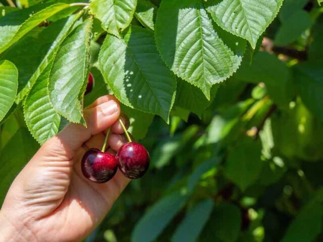 Sweetheart Cherry Trees - Minneopa Orchards