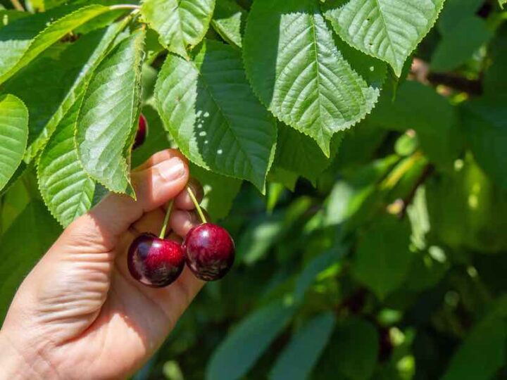How to Grow a Cherry Tree: The Complete Guide - Minneopa Orchards