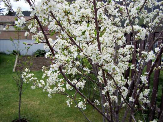 Toka Plum: The Bubblegum Plum - Minneopa Orchards