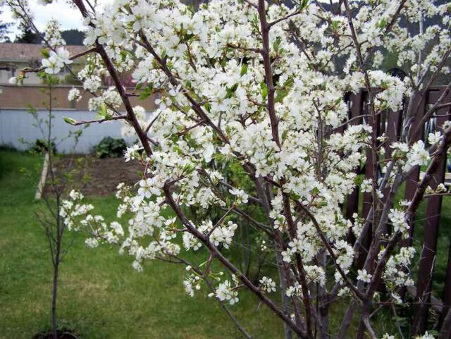 Toka Plum: The Bubblegum Plum - Minneopa Orchards